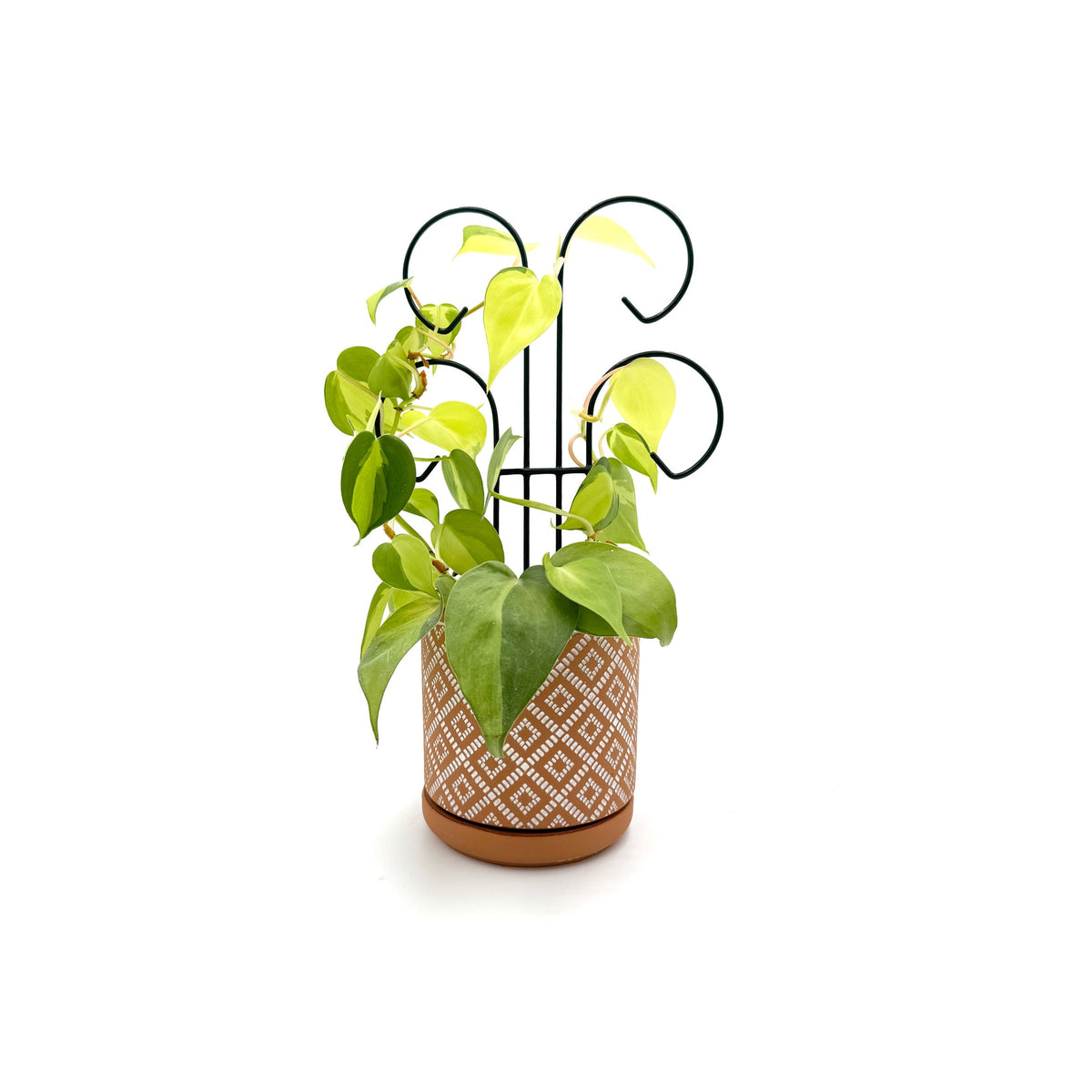Bosmere Houseplant Trellis- 18" Mini Scroll Pot Trellis - Endicott, NY ...